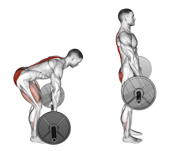 Dense Back Workout - Meanmuscles