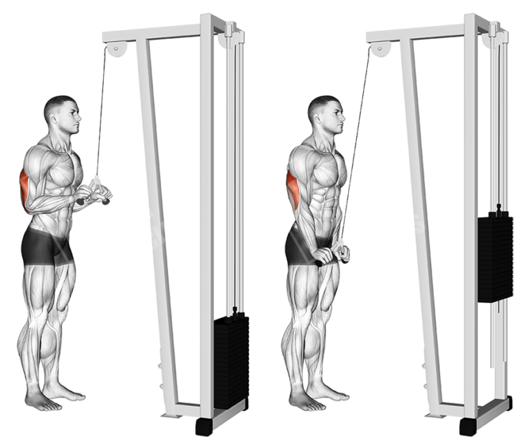 Feathered Triceps Workout - Meanmuscles